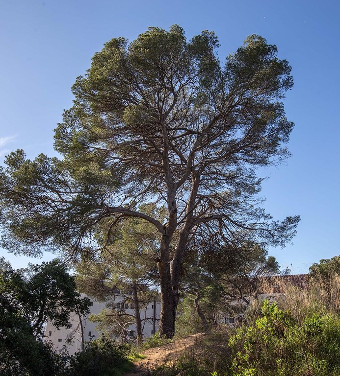 Pi blanc del parc de Monterrey - Català